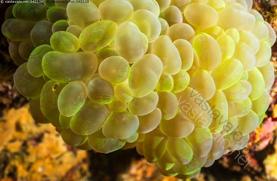 Kuva: Kuplakoralli - rapu koralli kuplakoralli vihreä kupla kuplat meri ...