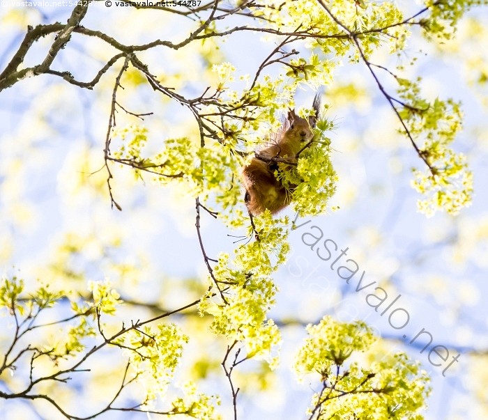 Kuva: Orava vaahterassa - orava vaahtera kevät puu puussa oksa oksat ...