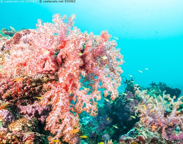 Kuva: Pehmytkoralli - pehmytkoralli koralli väri värit värikäs punainen ...