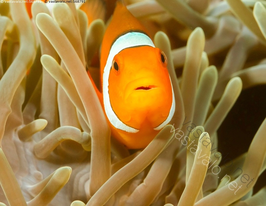 Kuva: Klovnikala - kala vuokkokala oranssi silmä silmät merivuokko ...