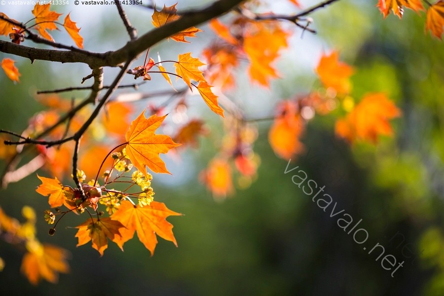 Kuva: Verivaahteran lehdet - verivaahtera lehti lehdet vaahtera ...