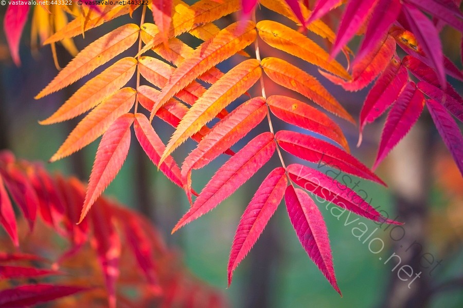 Kuva: Syksyn lehdet - syksy ruska lehti väri värikäs värit lehdet puna ...