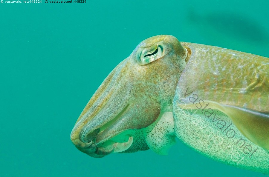 Kuva: Seepia - seepia niveljalkainen lonkero lonkerot peto ...