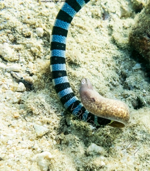 Kuva: Nielemässä - mureena valkosilmämureena käärme merikäärme peto ...