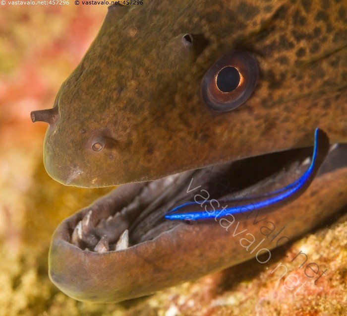 Kuva: Mureena ja puhdistajakala - mureena kala puhdistajakala suu ...