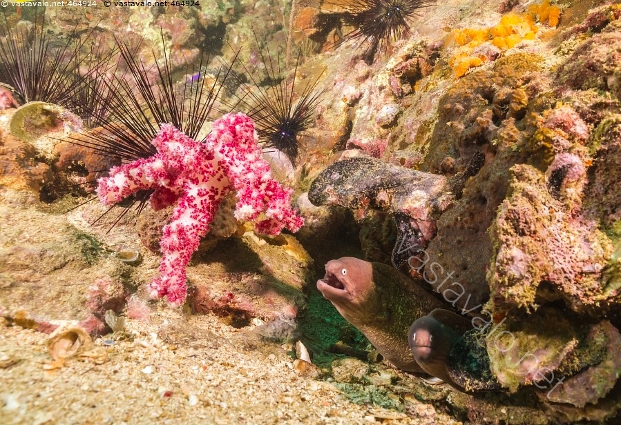 Kuva: Valkosilmämureenat - mureena mureenat valkosilmämureena ...