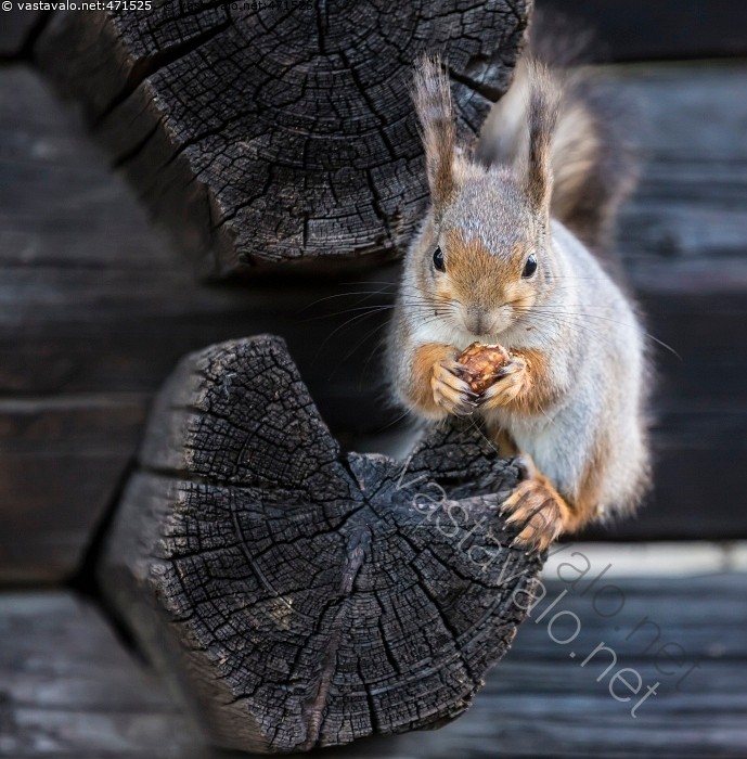Kuva: Kurre - syödä syömässä orava hirsi harmaa kevät talvikarva ...
