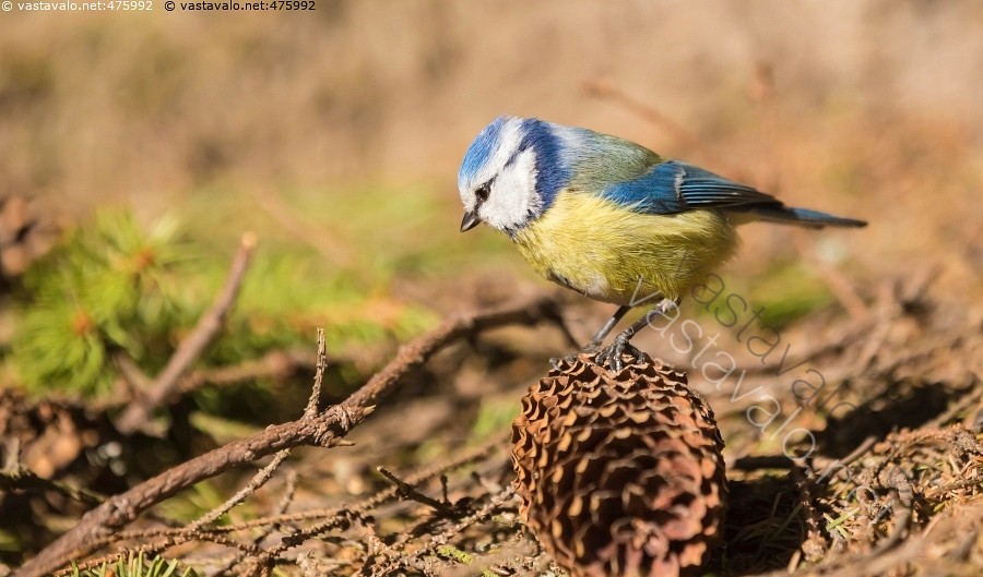 Kuva: Rullaatirullaa - tiainen sinitiainen käpy kävyllä lintu ...