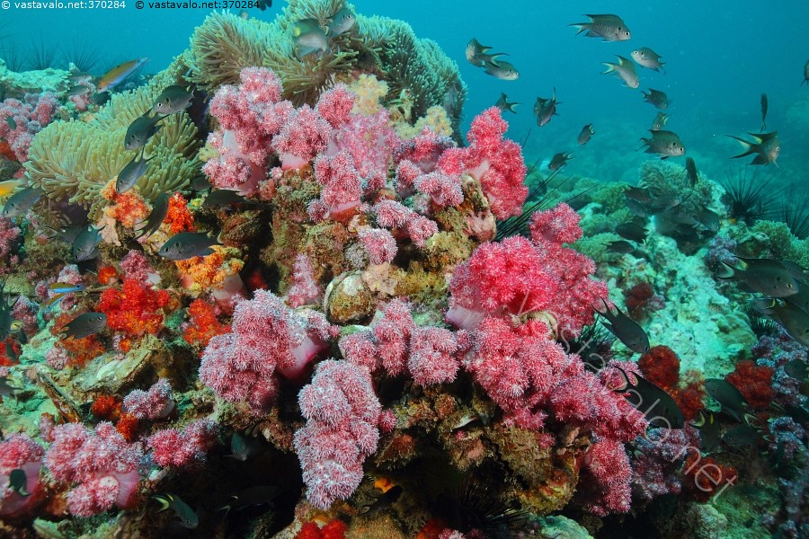 Kuva: Vedenalainen puutarha - koralli koralliriutta pehmytkoralli ...