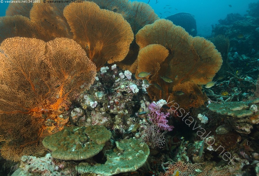Kuva: Koralliriutta - koralliriutta riutta koralli viuhkakoralli ...