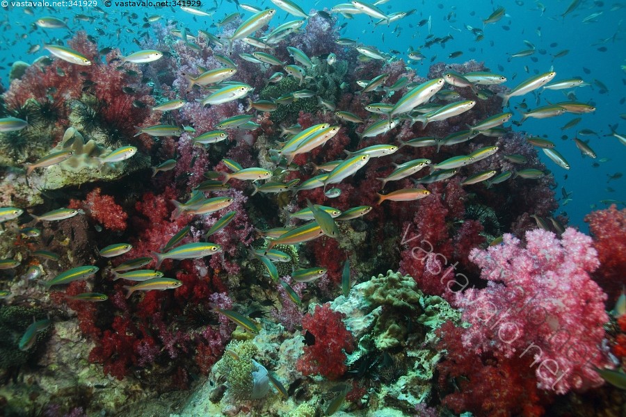 Kuva: Koralliriutan vilinää - riutta koralli koralliriutta kala kalat ...