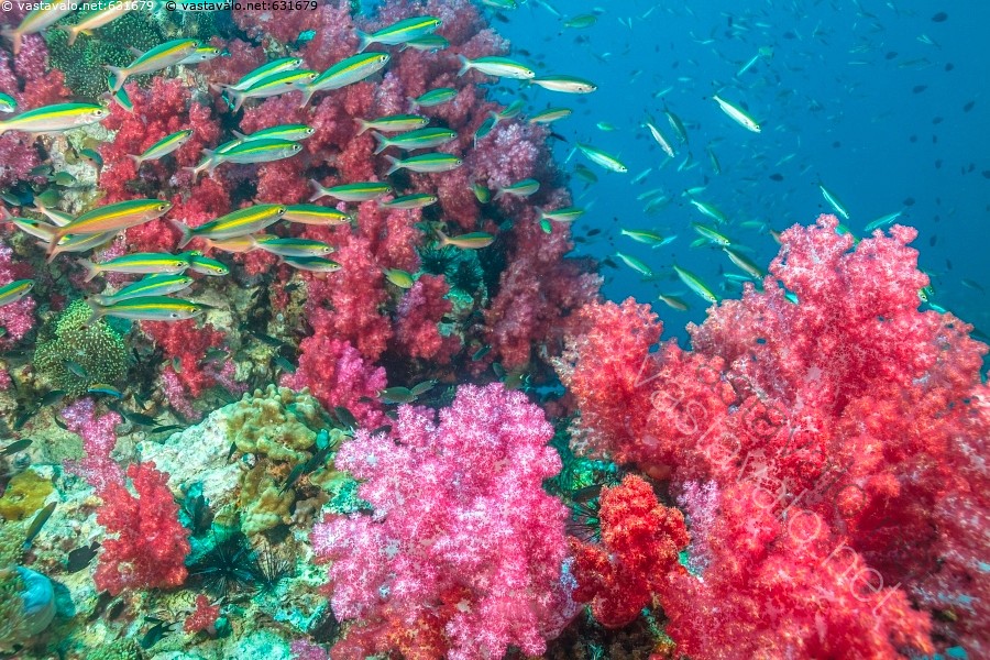 Kuva: Koralliriutan kalat - riutta koralli koralliriutta kala kalat ...