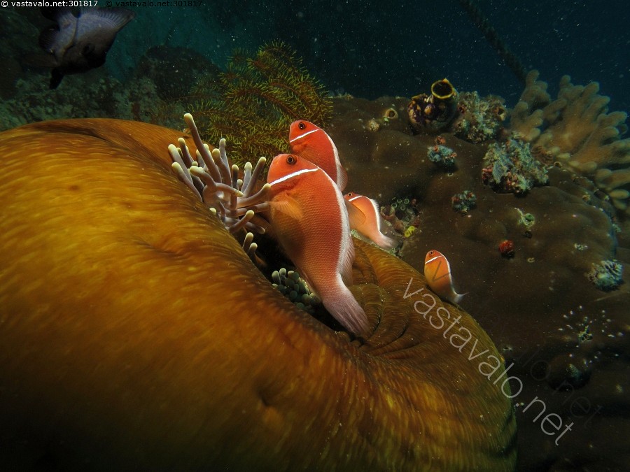 Kuva: Vuokko ja kalat - meri vuokko kala vuokkokala merivuokko nemo ...