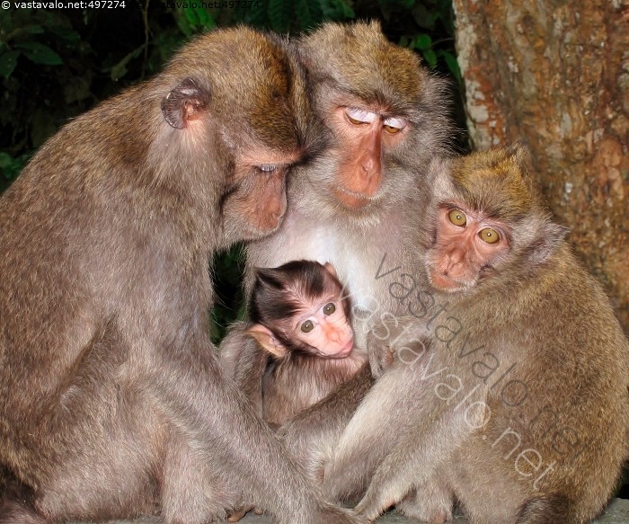 Kuva: Yhdessä - apina apinat yhdessä pienokainen lempeä lempeät ...