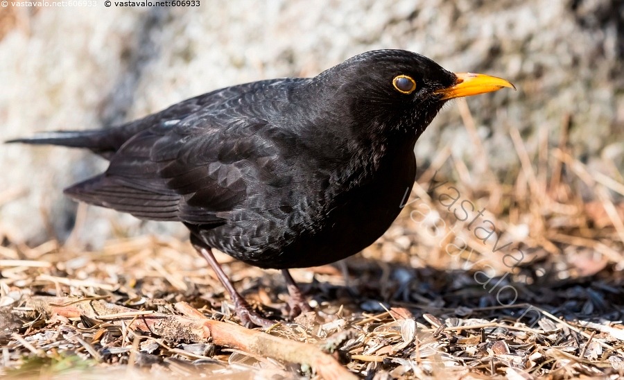 Kuva: Mustarastas ruokintapaikalla - mustarastas Turdus merula koiras ...