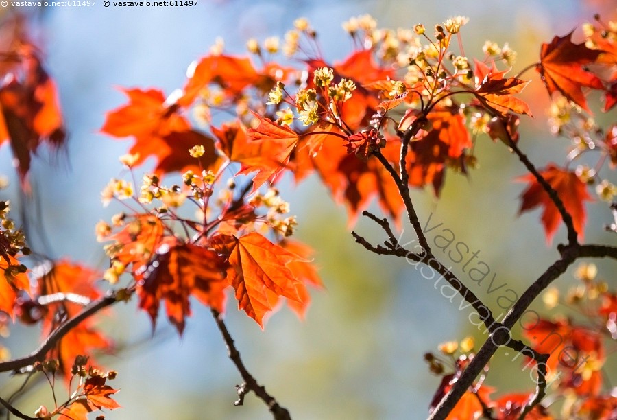 Kuva: Verivaahtera kukassa - vaahtera verivaahtera kevät lehti lehdet ...