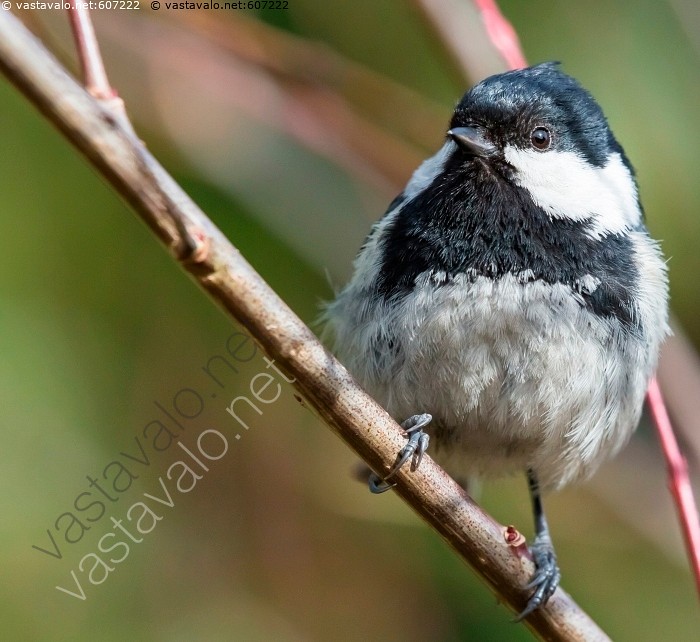 Kuva: Kuusitiainen pensaassa - kuusitiainen tiainen lintu pikkulintu ...