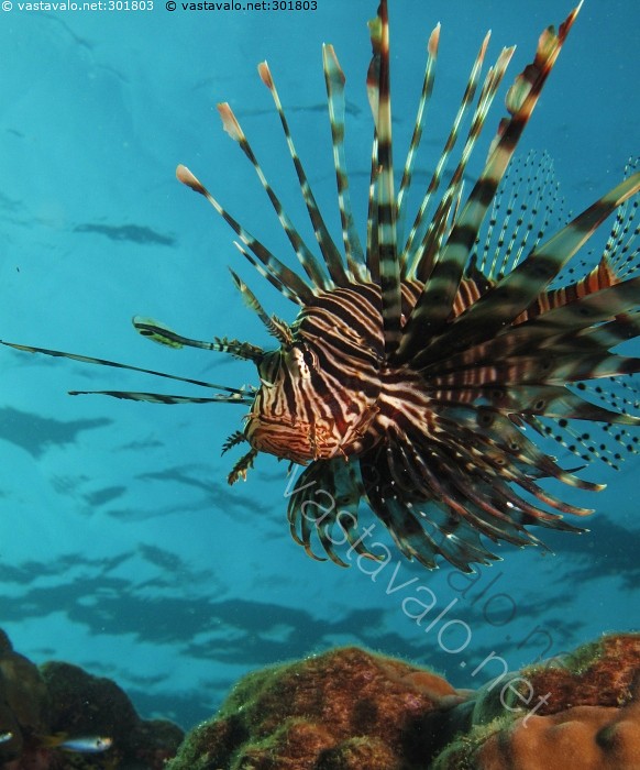 Kuva: Leijonakala pörhistelee - kala siipi simppu siipisimppu leijona ...