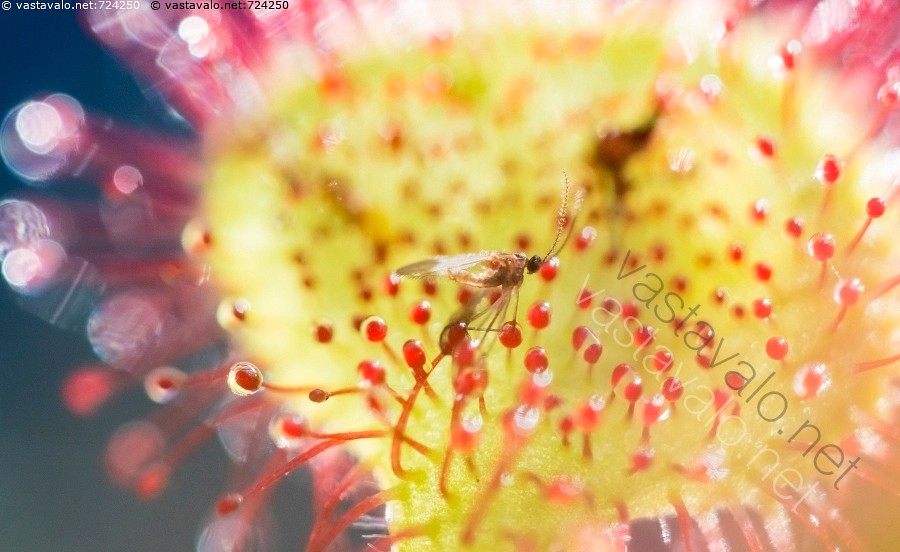 Kuva: Kihokin syleilyssä - kihokki pisara pisarat tahmea tahmeat ...
