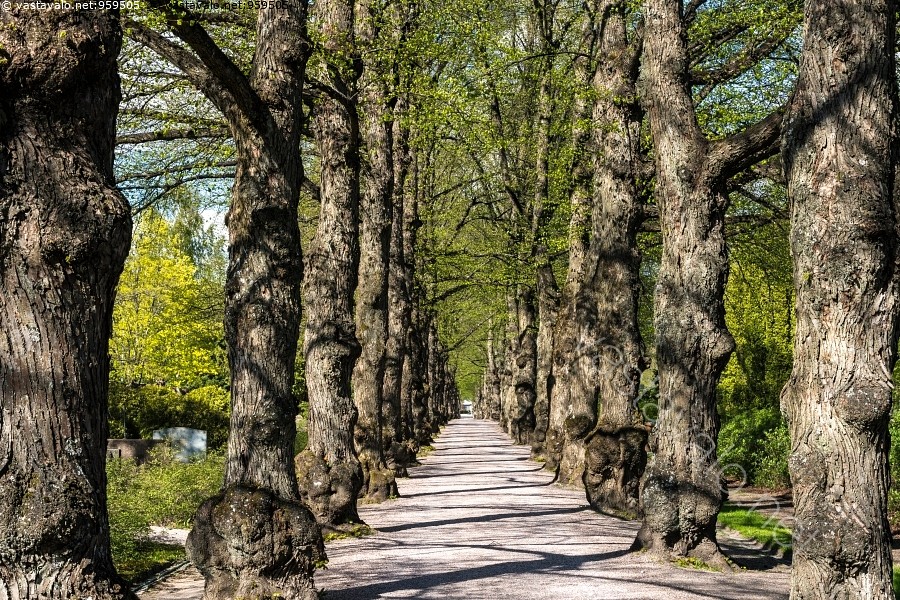 Kuva: Kevään lehmuskuja - puu puut jykevä jykevät lehtipuu lehtipuut ...