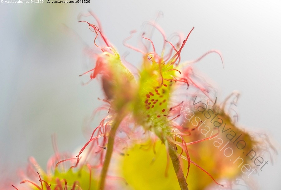 Kuva: Kesän bileet ohi on - kihokki pisara pisarat tahmea tahmeat ...