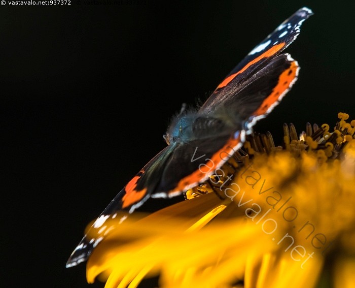 Kuva: Amiraalin siipien säihkettä - amiraali perhonen päiväperhonen ...