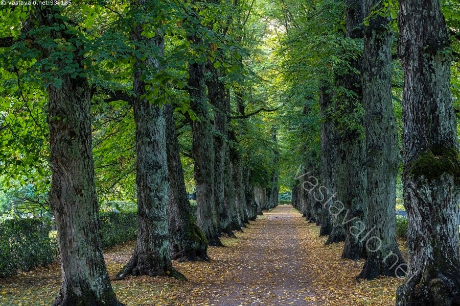 Kuva: Iltahämärä syksyisellä lehmuskujalla - kuja lehmuskuja puu ...
