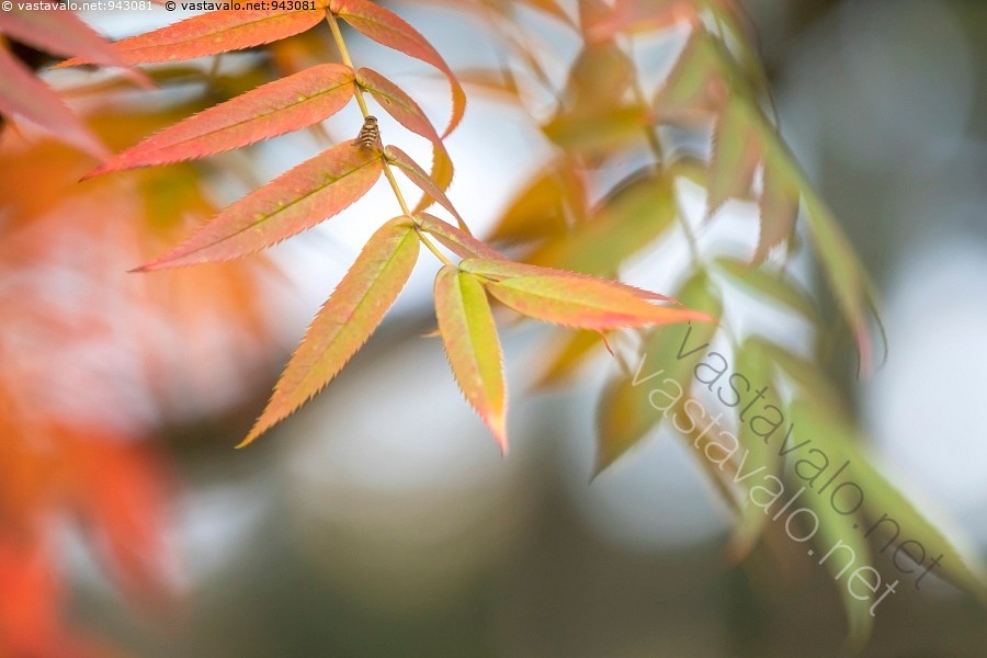 Kuva: Kukkakärpänen ja syksyn lehdet - lehti lehdet väri värikäs ...