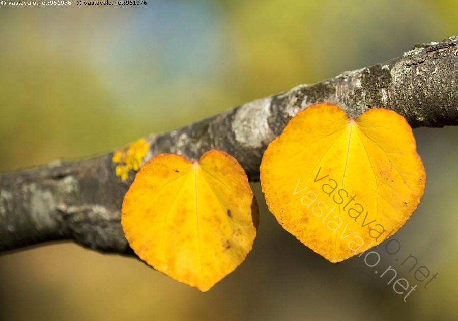 Kuva: Syksyn lehdet - syksy ruska lehti lehdet puu puunlehdet kellastua ...