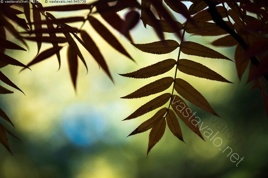 Kuva: Syksyn lehdet - lehti lehdet puu pensas syksy ruska pihlaja ...