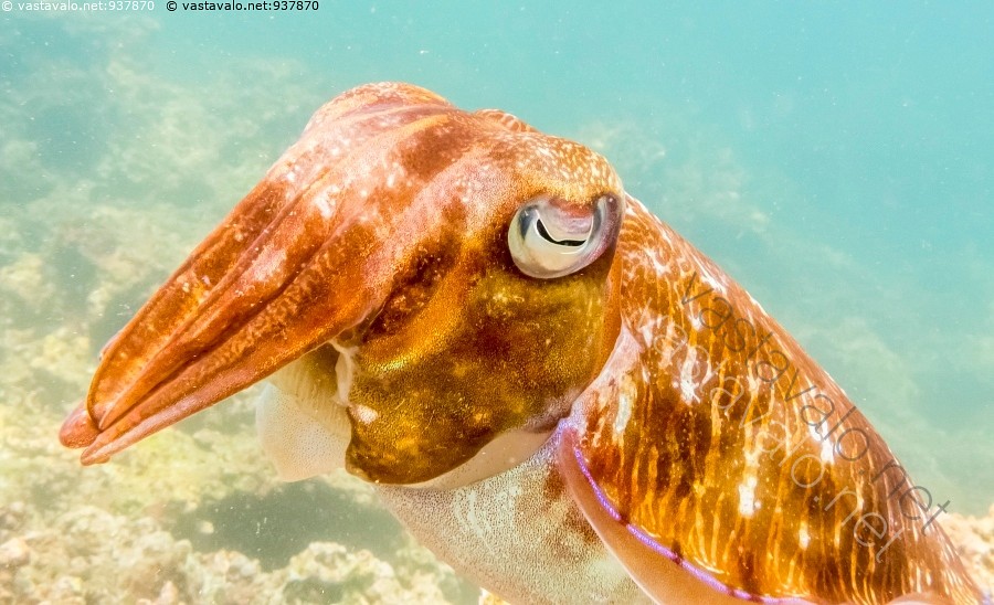 Kuva: Seepia - seepia raidallinen raita juova juovikas kuvio ...