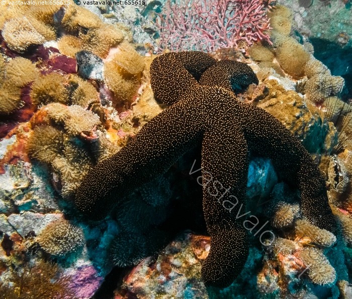 Kuva: Keltamusta meritähti - meritähti sakara sakarat meri vesi ...