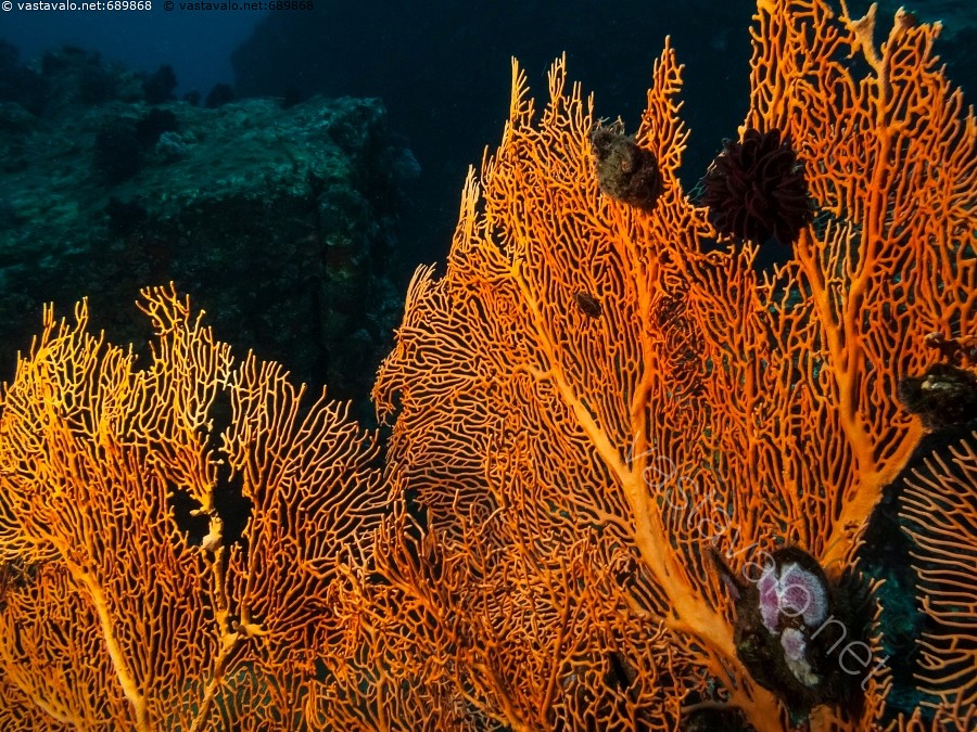 Kuva: Meriviuhkojen muotoja - koralli viuhkakoralli väri värikäs muoto ...