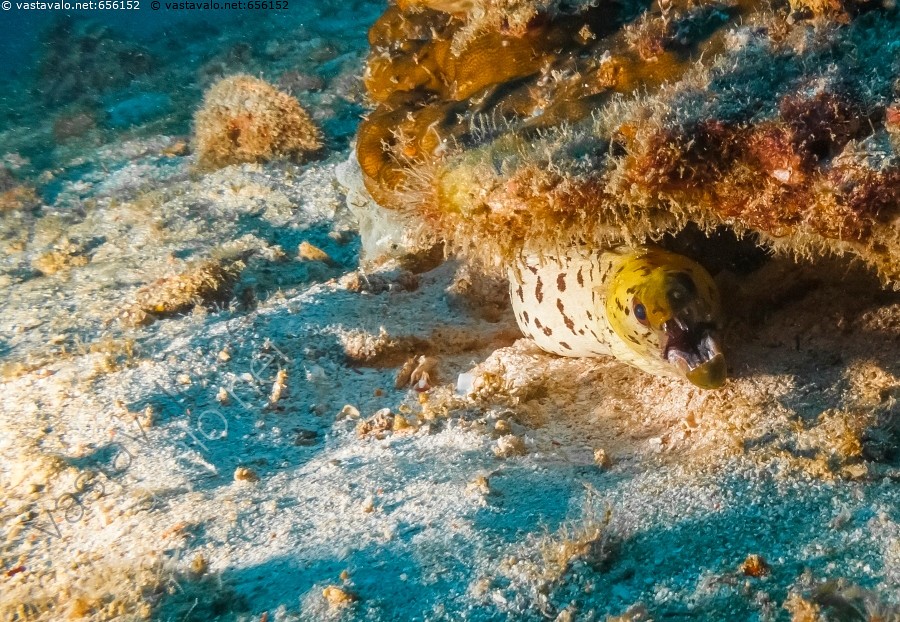 Kuva: Mureena kolossaan - mureena kala petokala koralli korallit meri ...