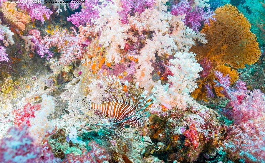 Kuva: Siipisimppu ja korallit - siipisimppu kala koralli korallit ...