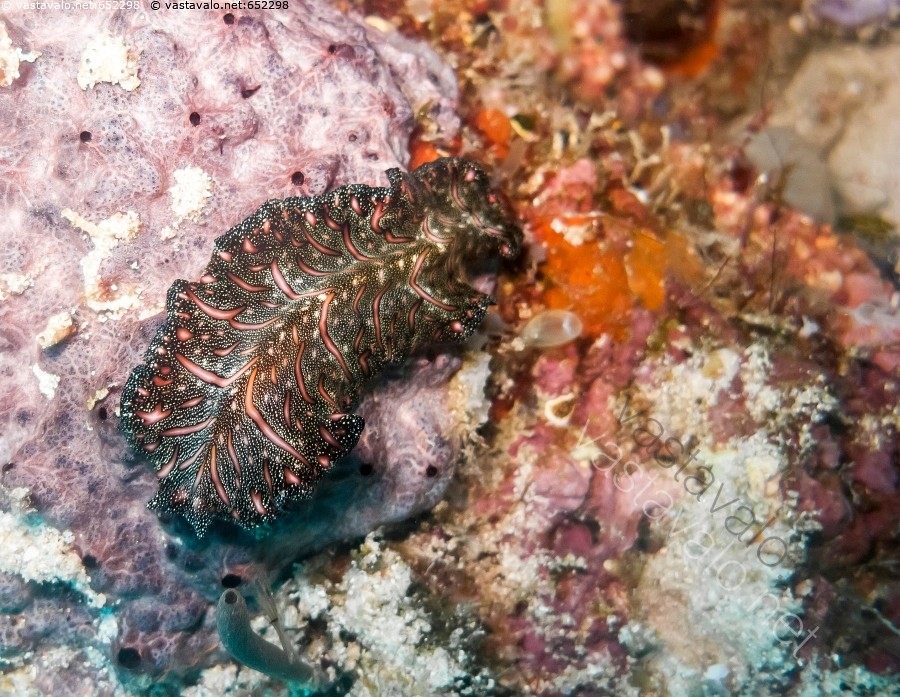 Kuva: Laakamadon koreilua - laakamato kuvio kuviot väri värit sävy ...