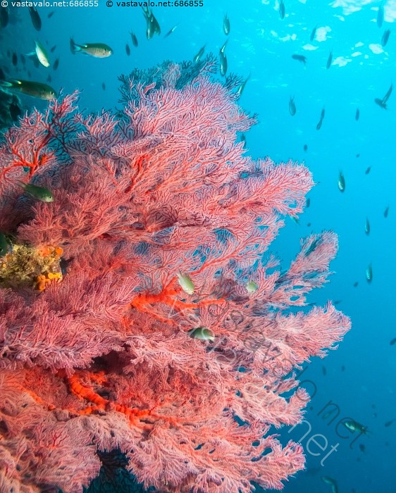 Kuva: Korallin muotoja - viuhkakoralli viuhkakorallit meri vesi ...