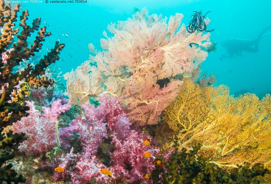 Kuva: Korallitarha ja sukeltaja - koralli korallit pehmytkoralli ...