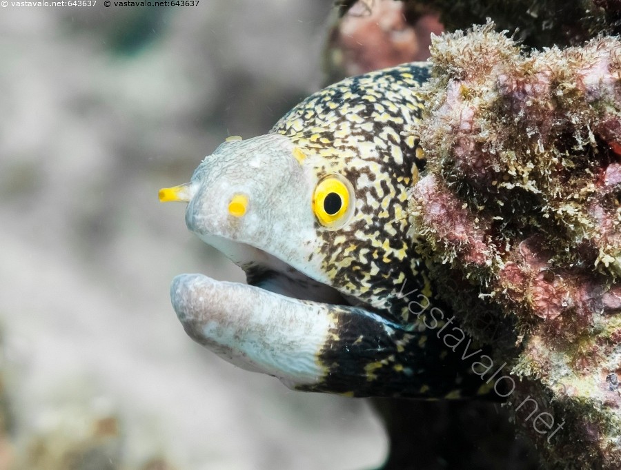 Kuva: Mureenan kurkistus - mureena petokala kala suu avoimena auki meri ...