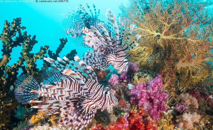 Kuva: Siipisimput ja korallit - siipisimppu kala petokala koralli ...