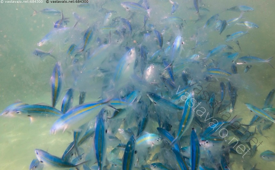 Kuva: Syömingit - kala kalaparvi meduusa meduusat kuhina liike ...
