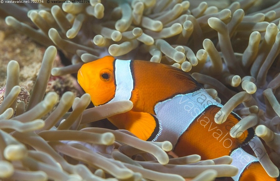 Kuva: Suojassa - klovnikala vuokkokala nemo vuokko merivuokko raita ...