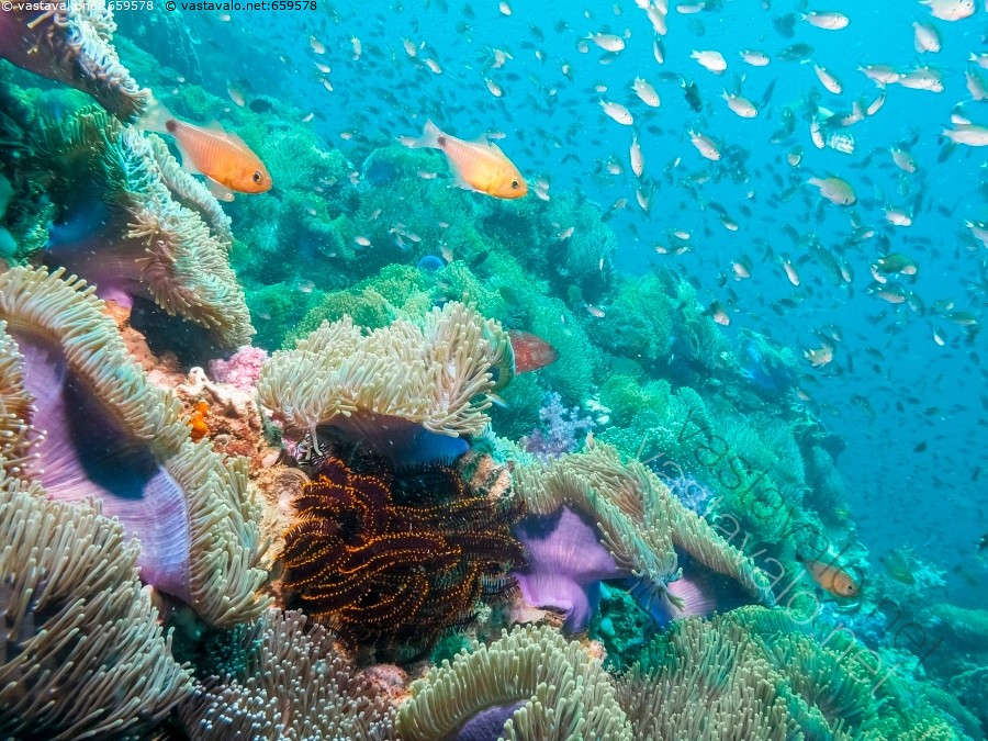 Kuva: Kaloja, merivuokkoja ja sulkatähti - kala kalat pikkukala ...