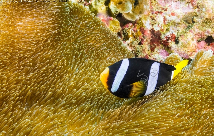 Kuva: Vuokkokala merivuokon suojissa - kala merivuokko Amphiprion ...