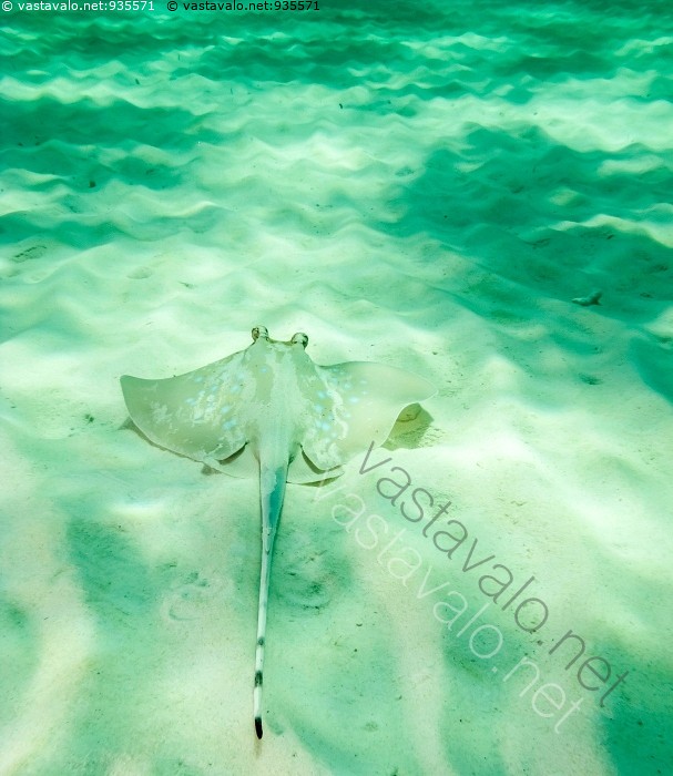 Kuva: Keihäsrausku hiekkapohjalla - kala rausku keihäsrausku rustokala ...