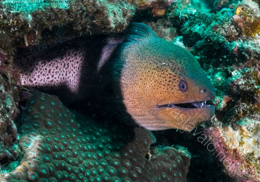 Kuva: Mureena kolonsa suulla - mureena petokala suu avoinna pelottava ...