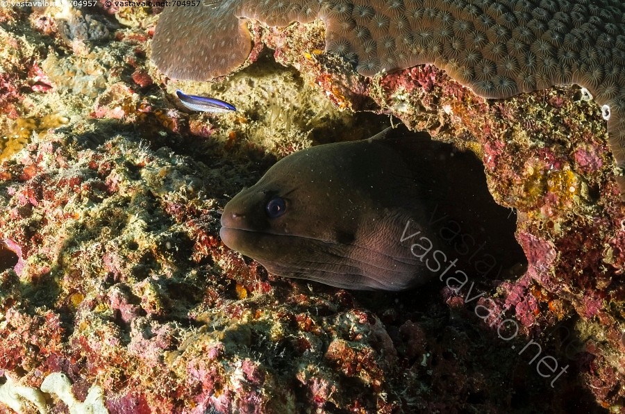 Kuva: Mureena kolonsa suulla - mureena kala petokala kuvio kuviot ...