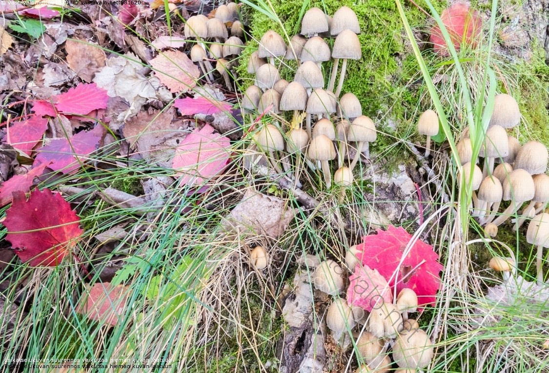 Kuva: Syksyn sieniä, lehtiä ja sävyjä - syksy lehti lehdet maassa ...