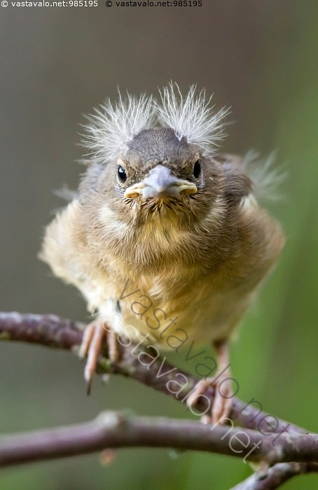 Kuva: Peiponpoikanen komeana - lintu poikanen linnunpoikanen oksa ...