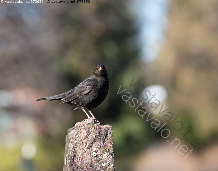 Kuva: Hautausmaan mustarastas - rastas mustarastas lintu musta ...